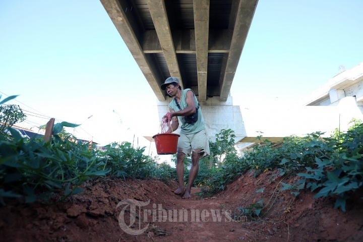 Bercocok Tanam di Lahan Kosong , Foto 5 #1858852 - TribunNews.com