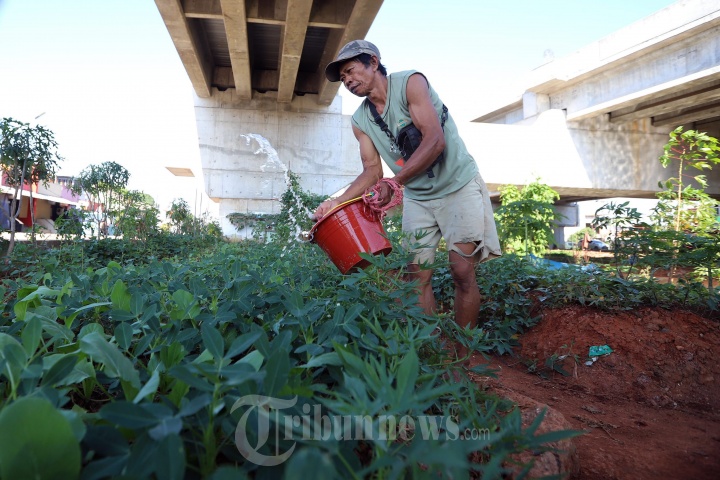 Bercocok Tanam di Lahan Kosong , Foto 6 #1858853 - TribunNews.com