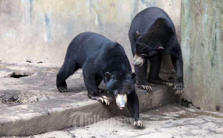 Beruang Madu di Kebun Binatang Bandung, Foto 4 #1685107 - TribunNews.com