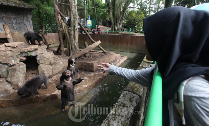 Beruang Madu di Kebun Binatang Bandung, Foto 7 #1685110 - TribunNews.com