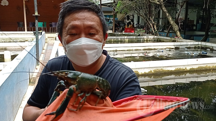 Budi Daya Lobster di BFC Mini Farm, Foto 1 #1911347 - TribunNews.com