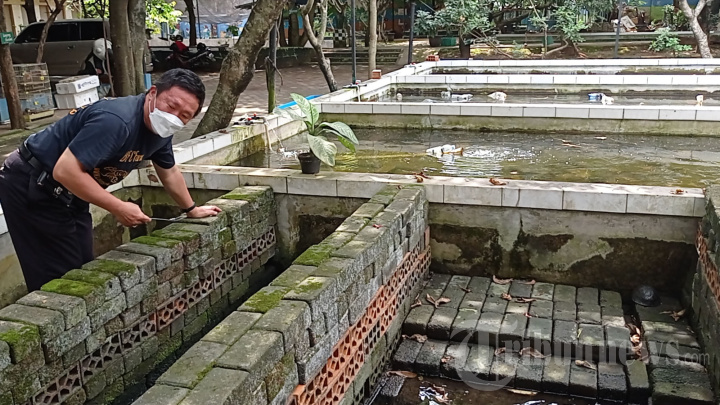 Budi Daya Lobster di BFC Mini Farm, Foto 2 #1911348 - TribunNews.com