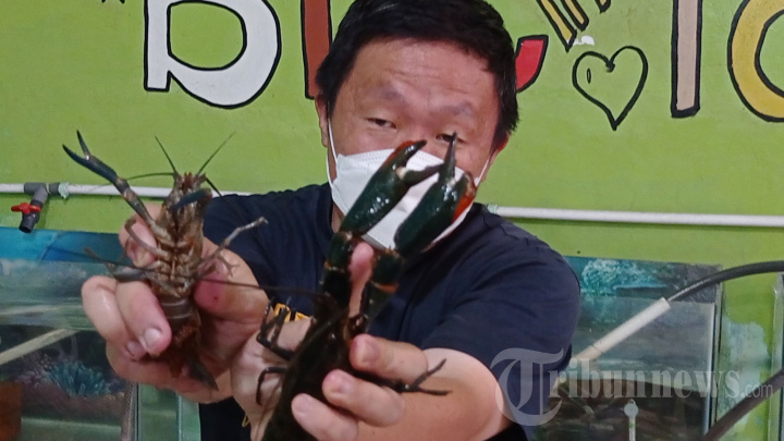 Budi Daya Lobster di BFC Mini Farm, Foto 4 #1911350 - TribunNews.com