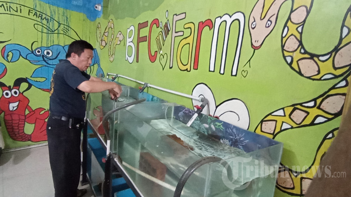 Budi Daya Lobster di BFC Mini Farm, Foto 5 #1911351 - TribunNews.com