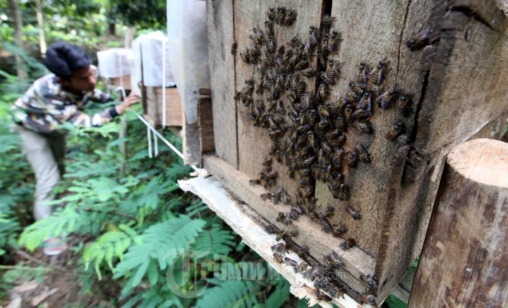 budidaya lebah madu Asy-Syifa Multi Flora, Foto 2 #1757609 - TribunNews.com