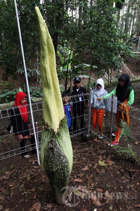 Bunga Bangkai Raksasa di Bandung, Foto 2 #1539462 - TribunNews.com