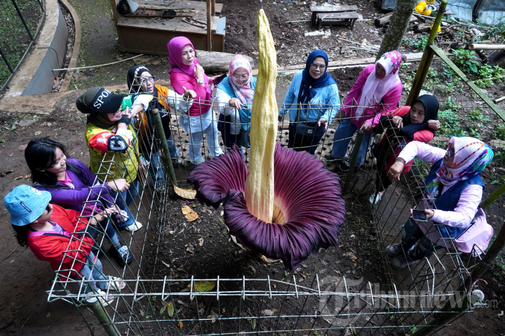 Bunga Bangkai Raksasa di Tahura Ir H Djuanda Bandung, Foto 1 #1989209 ...