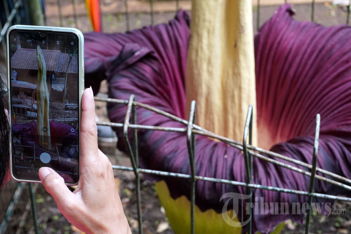 Bunga Bangkai Raksasa di Tahura Ir H Djuanda Bandung, Foto 3 #1989211 ...