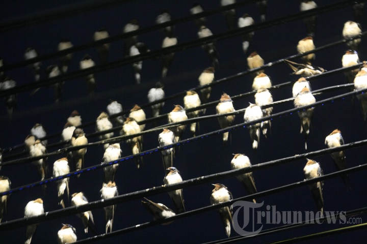 Burung Layang-layang Api dari Jepang Migrasi ke Yogyakarta, Foto 6 ...