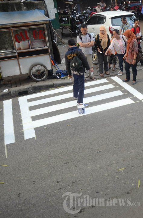 Cat Zebra Cross, Foto 1 #1572582 - TribunNews.com