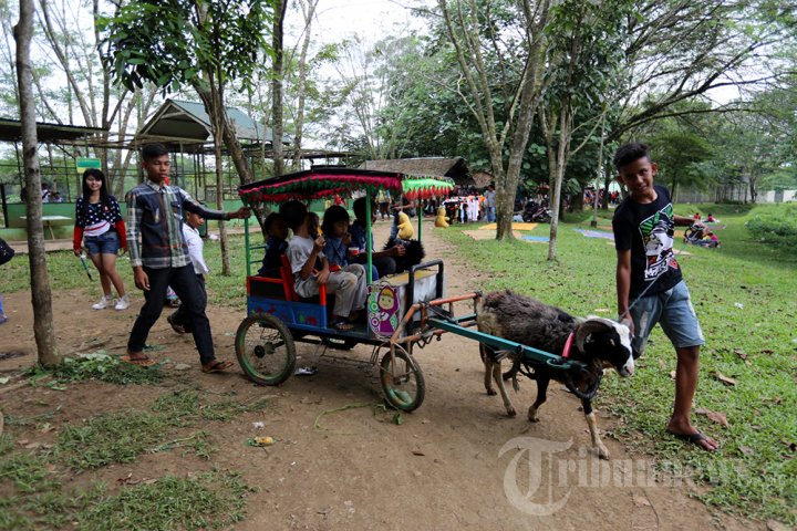 Delman Domba, Foto 4 #1493391 - TribunNews.com