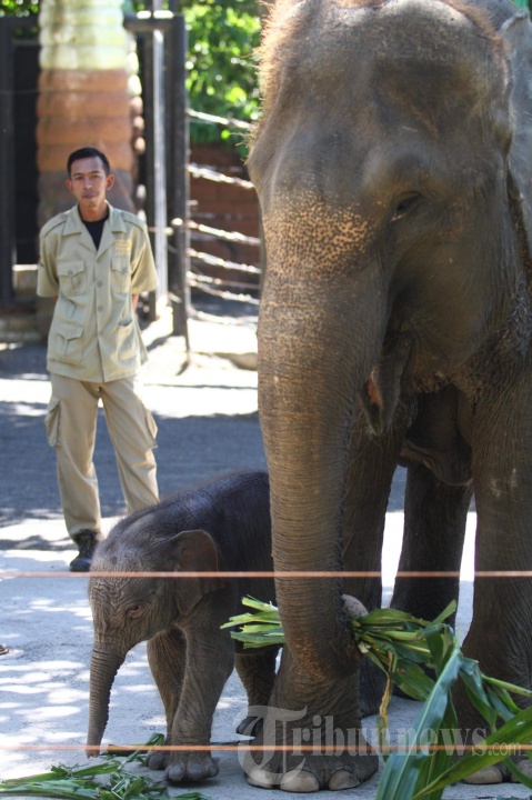 Dumbo Si Bayi Gajah Sumatera yang Baru Lahir di Batu Secret Zoo, Foto 7 #1804978 - TribunNews.com