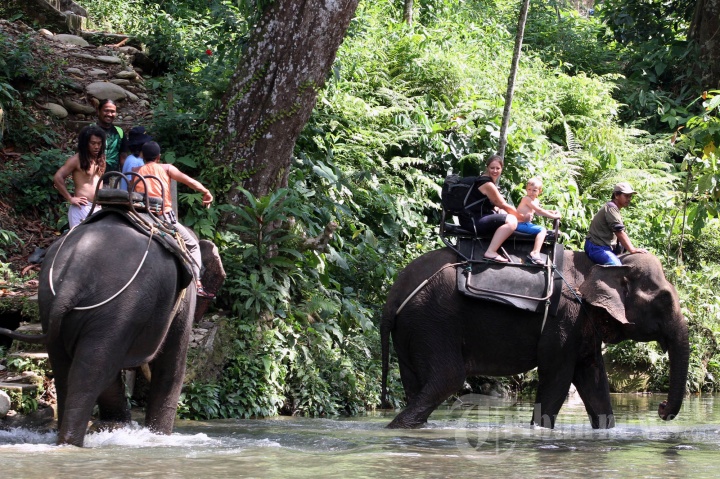 Ekowisata Tangkahan di Sumatera Utara, Foto 14 #1705502 - TribunNews.com
