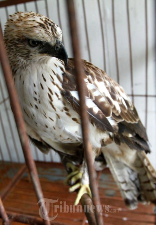 Elang Laut Titemukan Mahasiswa Pencinta Alam, Foto 7 #1618790 ...