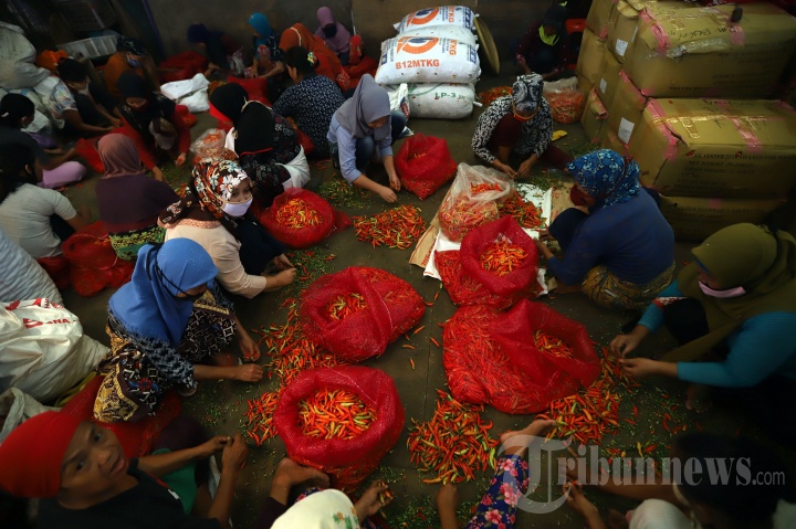 Harga Cabai Rawit Merah di Jakarta Turun, Foto 6 #1856684 - TribunNews.com