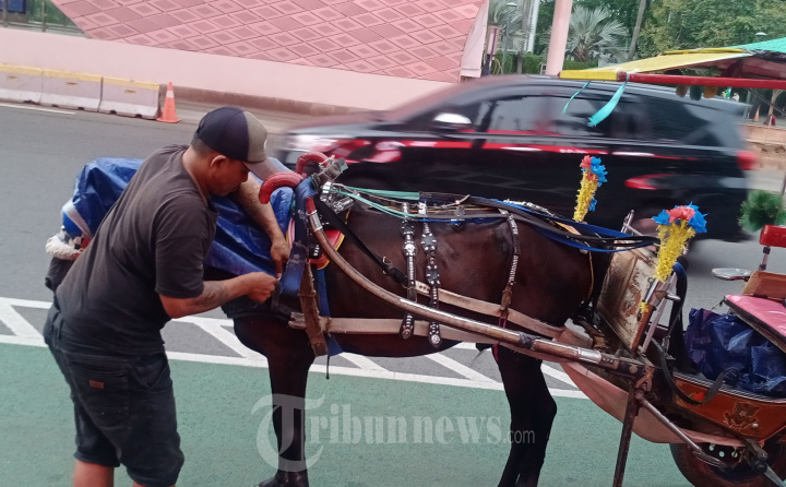 Hujan, Kusir Delman Menutupi Kudanya Dengan Terpal, Foto 4 #1951812 ...