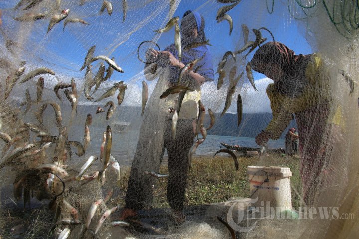 Ikan Depik Khas Aceh, Foto 2 #1631536 - TribunNews.com