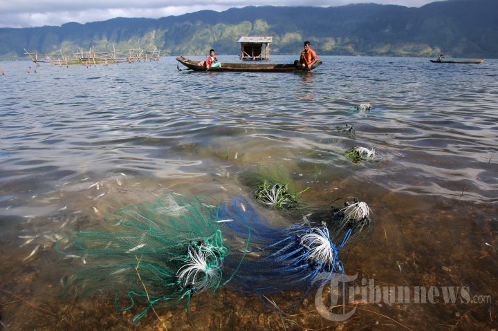 Ikan Depik Khas Aceh, Foto 3 #1631537 - TribunNews.com