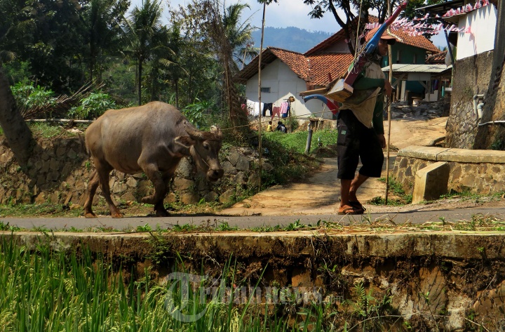 Jasa Bajak Sawah Menggunakan Kerbau, Foto 2 #1856277 - TribunNews.com