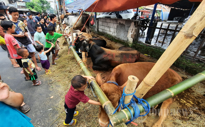 Jelang Idul Adha Penjual Hewan Kurban Mulai Marak, Foto 3 #1928727 ... Jelang Idul Adha Penjual Hewan Kurban Mulai Marak, Foto 3 #1928727 ...