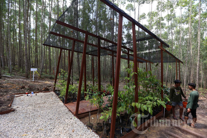 Jokowi Tinjau Lokasi Pembangunan Miniatur Hutan Hujan Tropis Nusantara ...