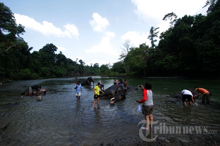Kawasan Ekowisata Tangkahan Di Langkat Foto 8 1705367