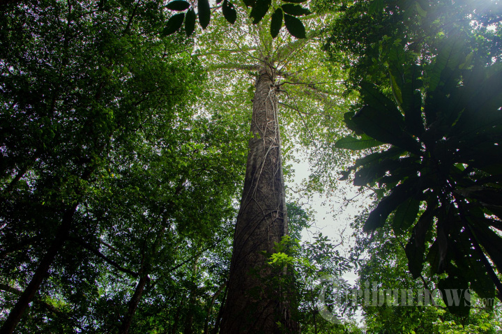 Keanekaragaman Hayati Geopark Meratus, Foto 2 #2003425 - TribunNews.com