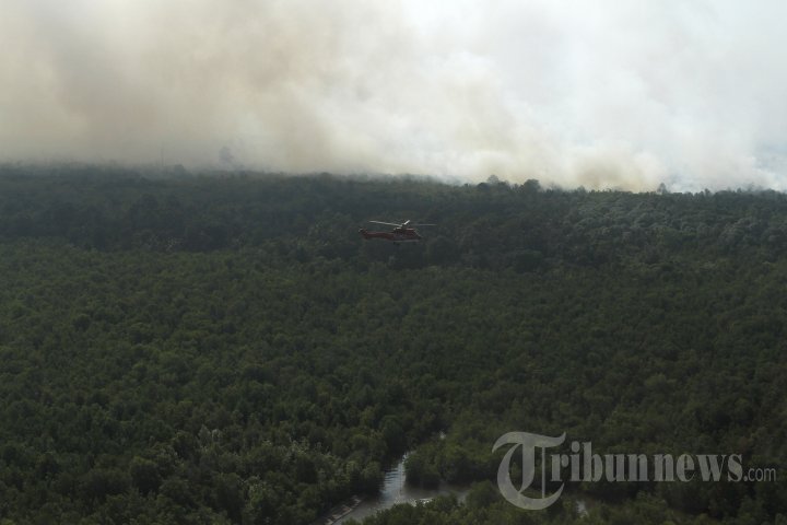 Kebakaran Hutan dan Lahan di Riau, Foto 1 #1643175 - TribunNews.com