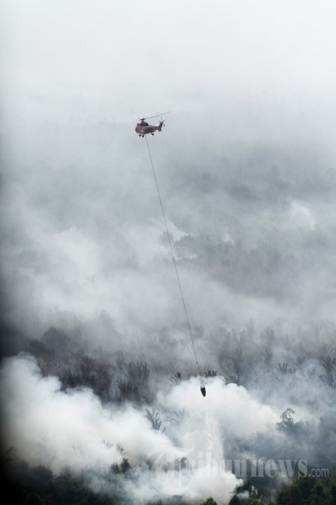 Kebakaran Hutan dan Lahan di Riau, Foto 5 #1643179 - TribunNews.com