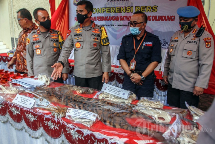 Kepolisian Gagalkan Perdagangan Satwa Dilindungi di Aceh, Foto 6 #1864517 - TribunNews.com