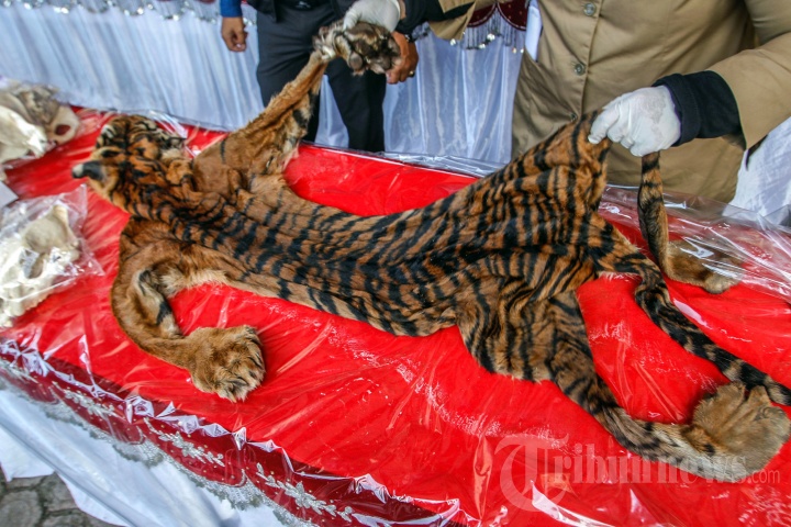 Kepolisian Gagalkan Perdagangan Satwa Dilindungi di Aceh, Foto 7 #1864518 - TribunNews.com