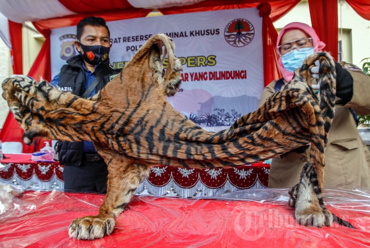 Kepolisian Gagalkan Perdagangan Satwa Dilindungi di Aceh, Foto 8 #1864519 - TribunNews.com