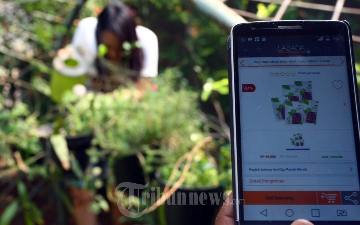 Manfaatkan Tanam Sayuran di Pekarangan Rumah Sendiri, Foto 2 #1621825 - TribunNews.com