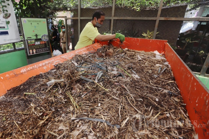 Melihat Budidaya Maggot Pengurai Sampah, Foto 2 #1863752 - TribunNews.com