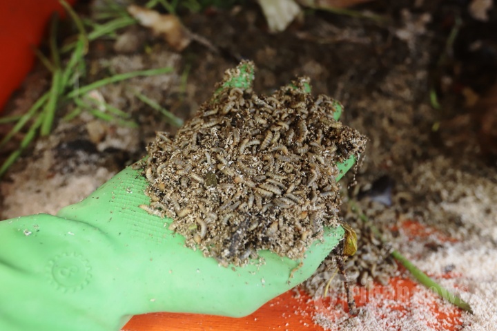 Melihat Budidaya Maggot Pengurai Sampah, Foto 9 #1863759 - TribunNews.com