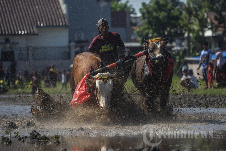 Melihat Keseruan Karapan Sapi Brujul di Probolinggo, Foto 4 #1966523 ...