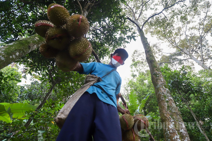 Melihat Panen Durian Khas Rumpin di Cigudeg Bogor, Foto 5 #1908459 ...