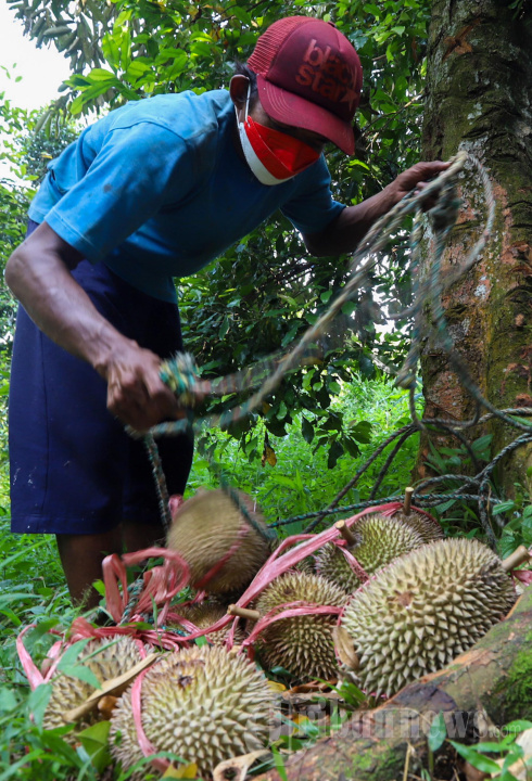Melihat Panen Durian Khas Rumpin di Cigudeg Bogor, Foto 7 #1908461 ...