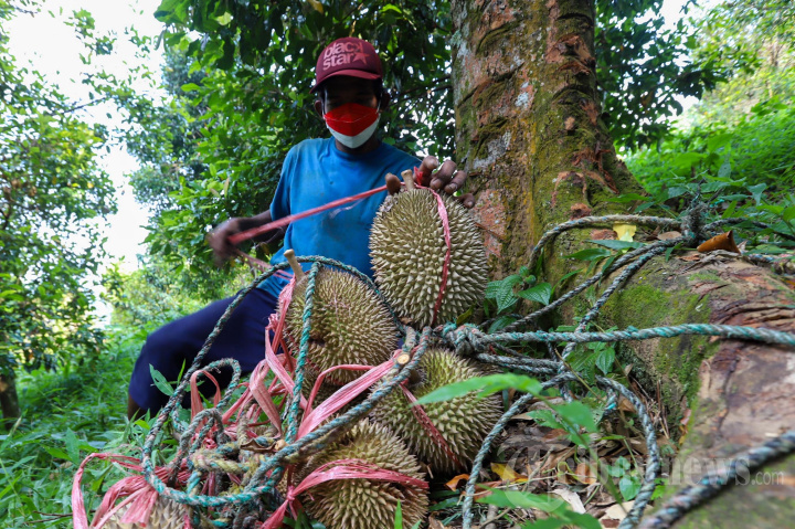 Melihat Panen Durian Khas Rumpin di Cigudeg Bogor, Foto 8 #1908462 ...