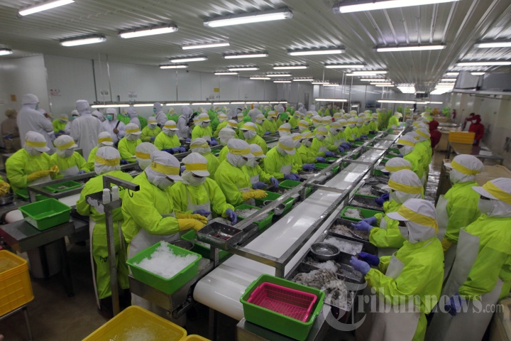 Mengintip Pabrik Pengolahan Udang Beku di Situbondo, Foto 9 #1743492 ...