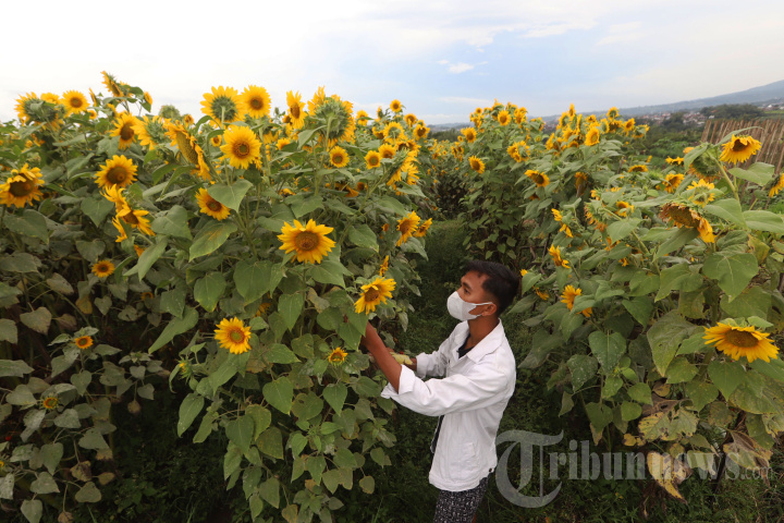 Menikmati Keindahan Ladang Bunga Matahari di Kota Batu, Foto 7 #1922699 ...