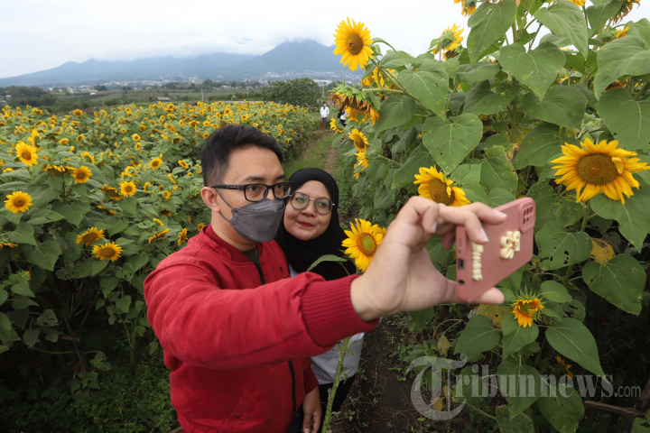 Menikmati Keindahan Ladang Bunga Matahari di Kota Batu, Foto 9 #1922701 ...