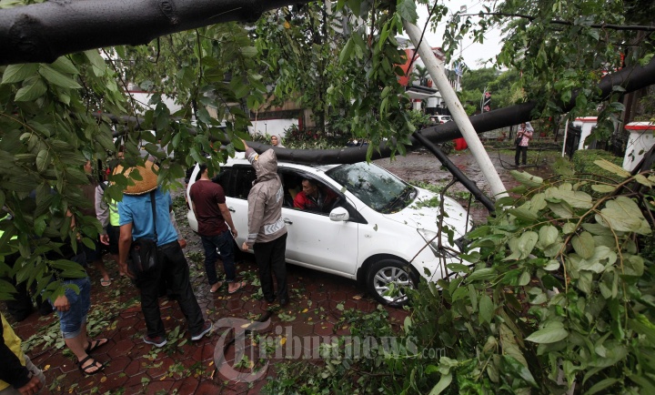 Mobil Tertimpa Pohon Tumbang, Foto 4 #1697790 - TribunNews.com