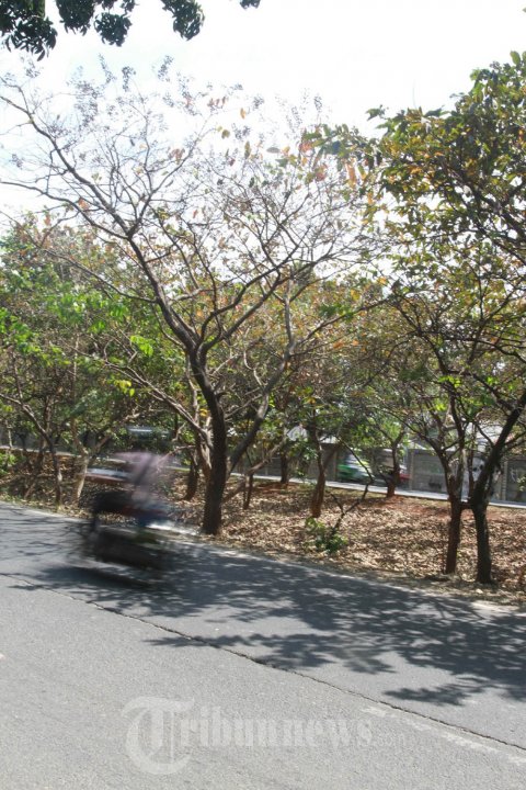 Musim Kemarau Pohon Kering, Foto 3 #1605098 - TribunNews.com