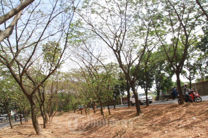 Musim Kemarau Pohon Kering, Foto 4 #1605099 - TribunNews.com