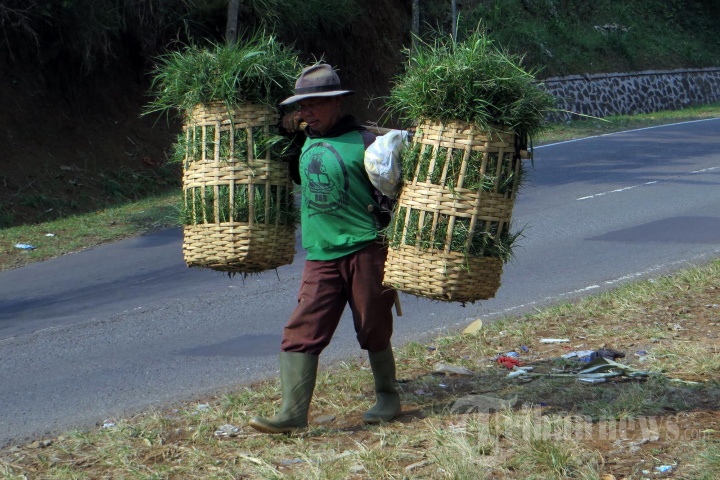 Nasib Pencari Rumput di Tengah Pandemi Covid-19, Foto 1 #1864689 ...