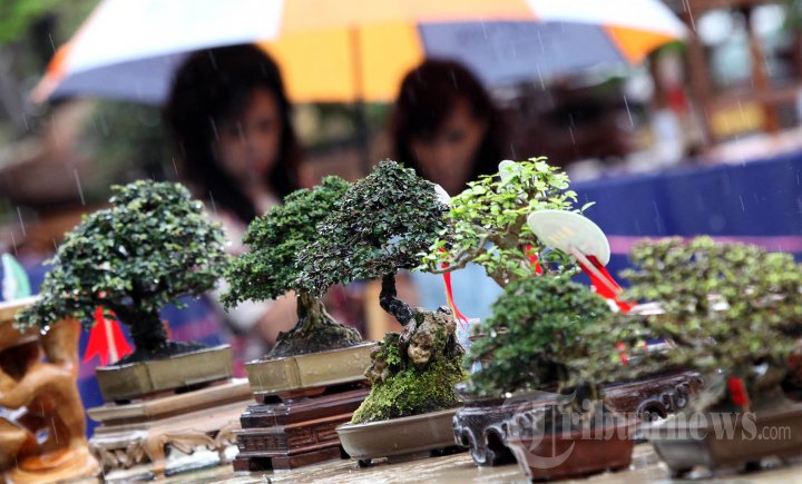 Pameran Bonsai Bandung, Foto 1 #1528101 - TribunNews.com