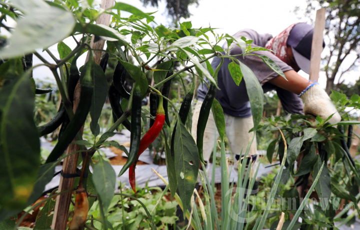 Panen Cabai Hijau Besar Menurun Hingga 30%, Foto 9 #1893900 ...