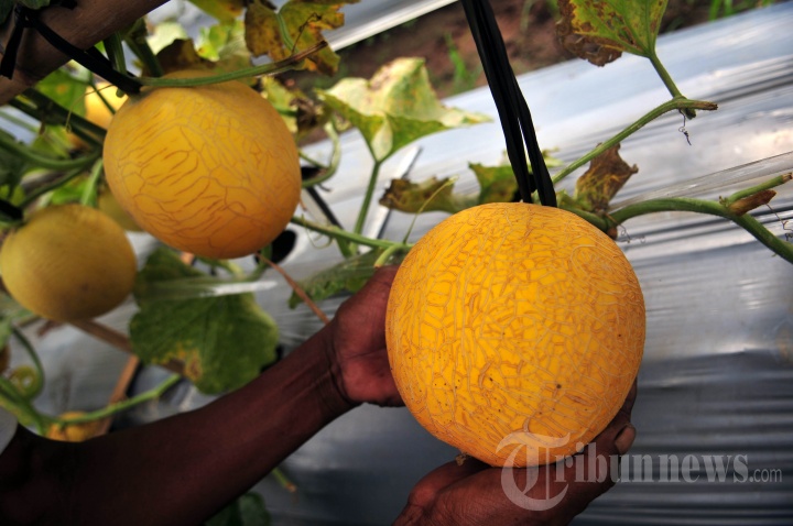 Panen Melon Varietas Stella F1 di Teluknaga, Foto 3 #1784922 ...