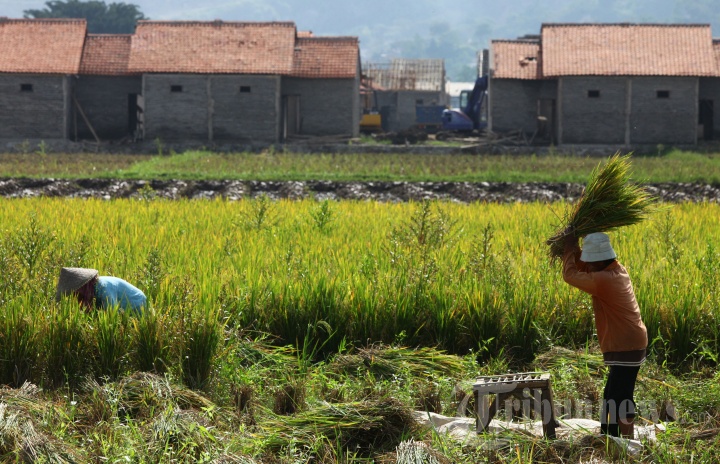 Panen Padi di Area Persawahan yang Mulai Tergerus Perumahan, Foto 1 ...
